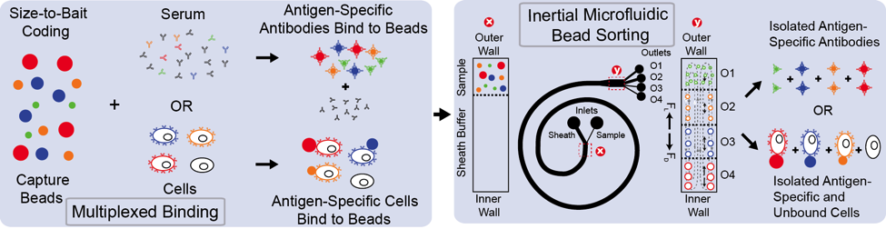 Micro/Nanofluidic BioMEMS Group - Multiplexed affinity-based separation of proteins and cells ...