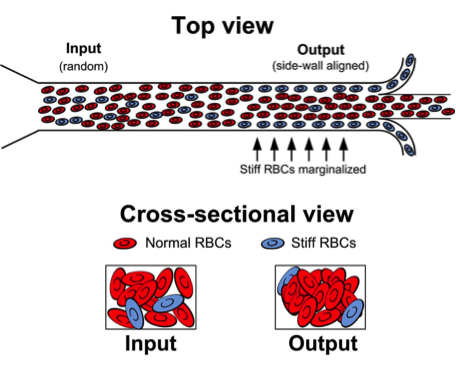 Micro/Nanofluidic BioMEMS Group - Microfluidic blood sorting for ...