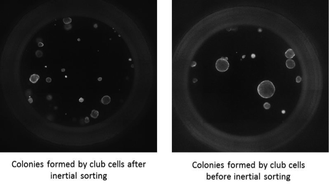 Micro/Nanofluidic BioMEMS Group - Microfluidic isolation of club cells ...