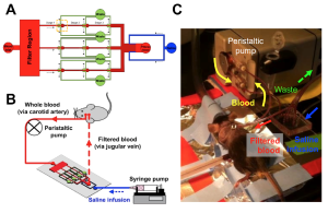 Microfluidic blood margination (uBM): A “cell-based” blood purification ...